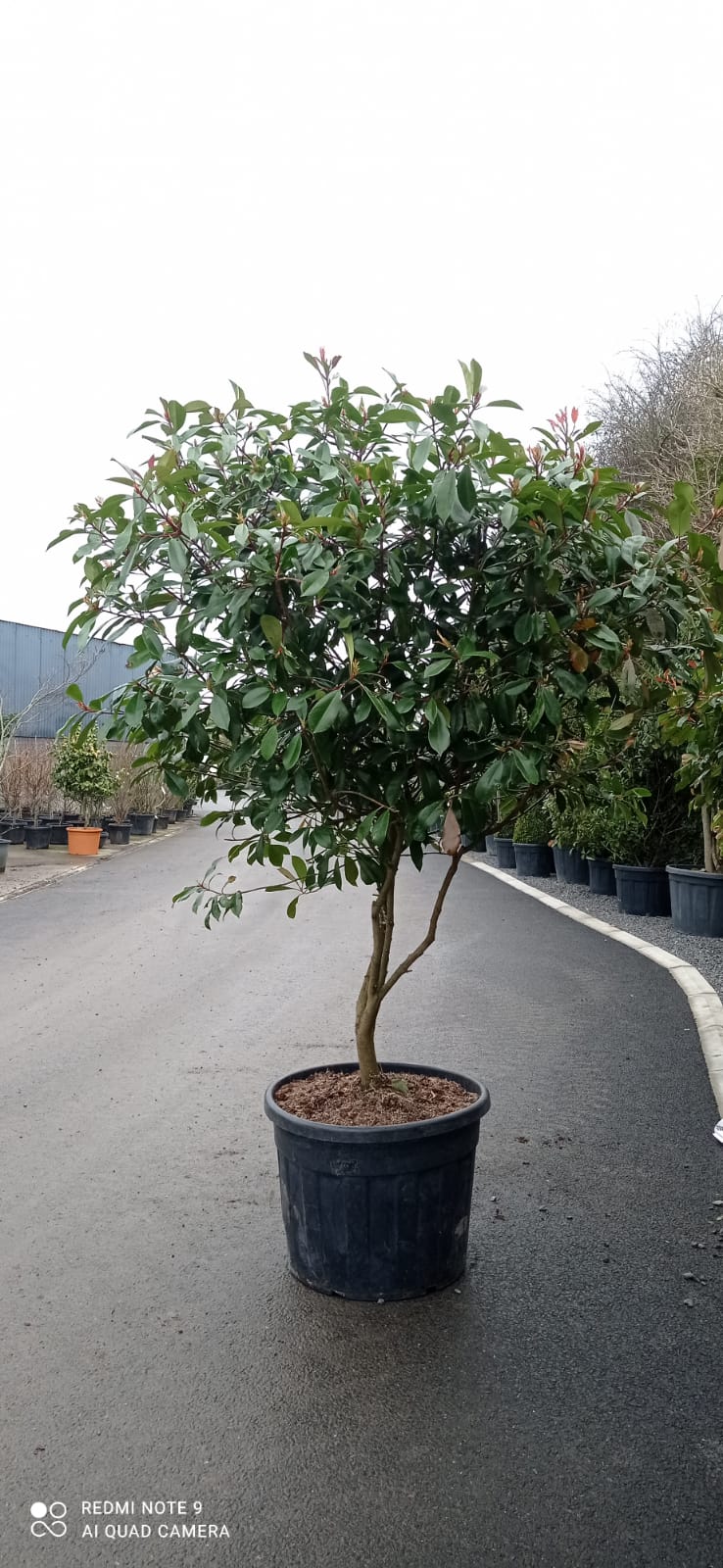 Photinia Red Robin Parachute Form | Caragh Nurseries